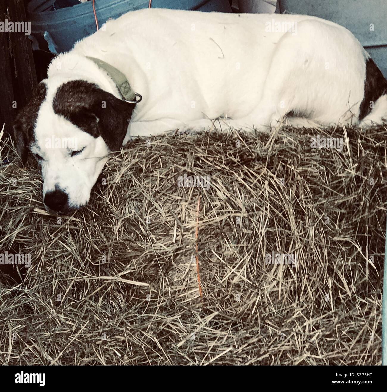 Gracie the farm dog hi-res stock photography and images - Alamy