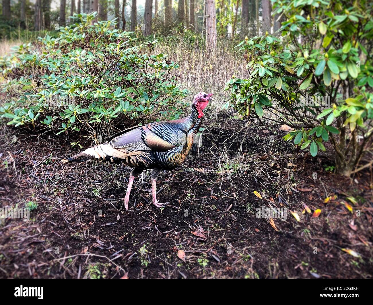 Eugene Oregon Stock Photos & Eugene Oregon Stock Images - Alamy