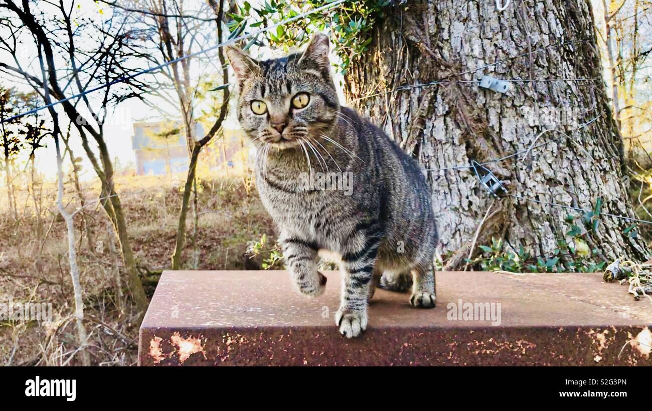 Country cat hi-res stock photography and images - Alamy