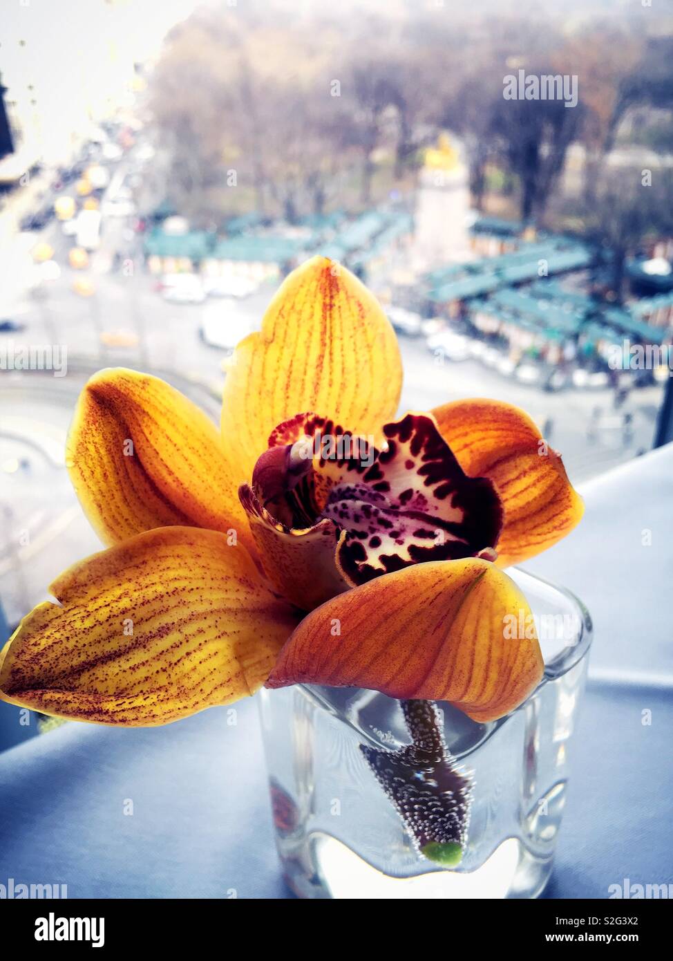 Yellow orchid table display is delicate Stock Photo - Alamy