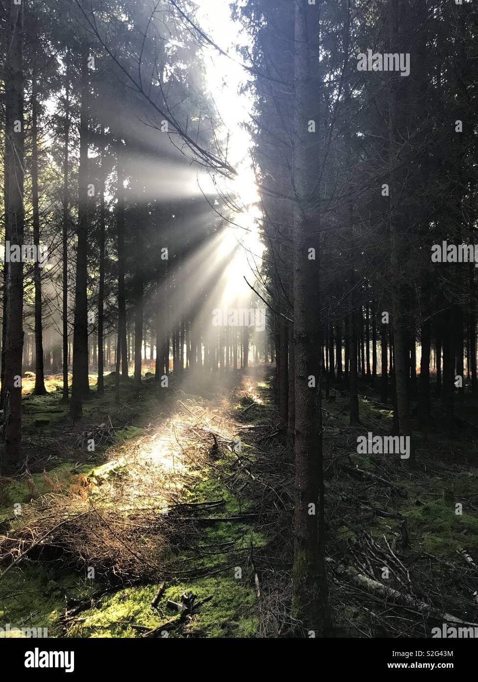 Woodland sun hi-res stock photography and images - Alamy