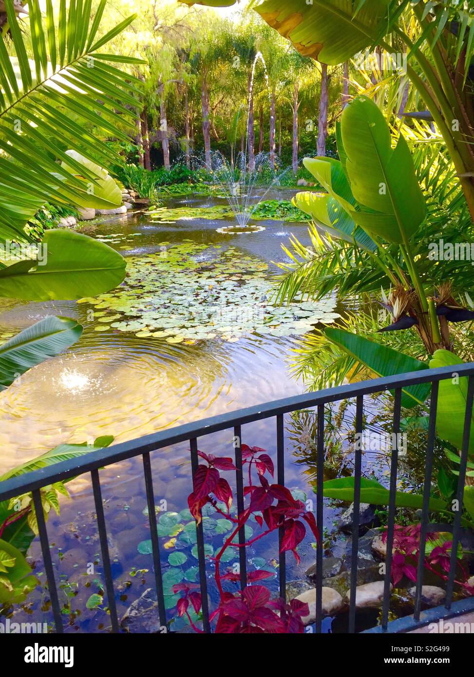 Tropical pond hi-res stock photography and images - Alamy
