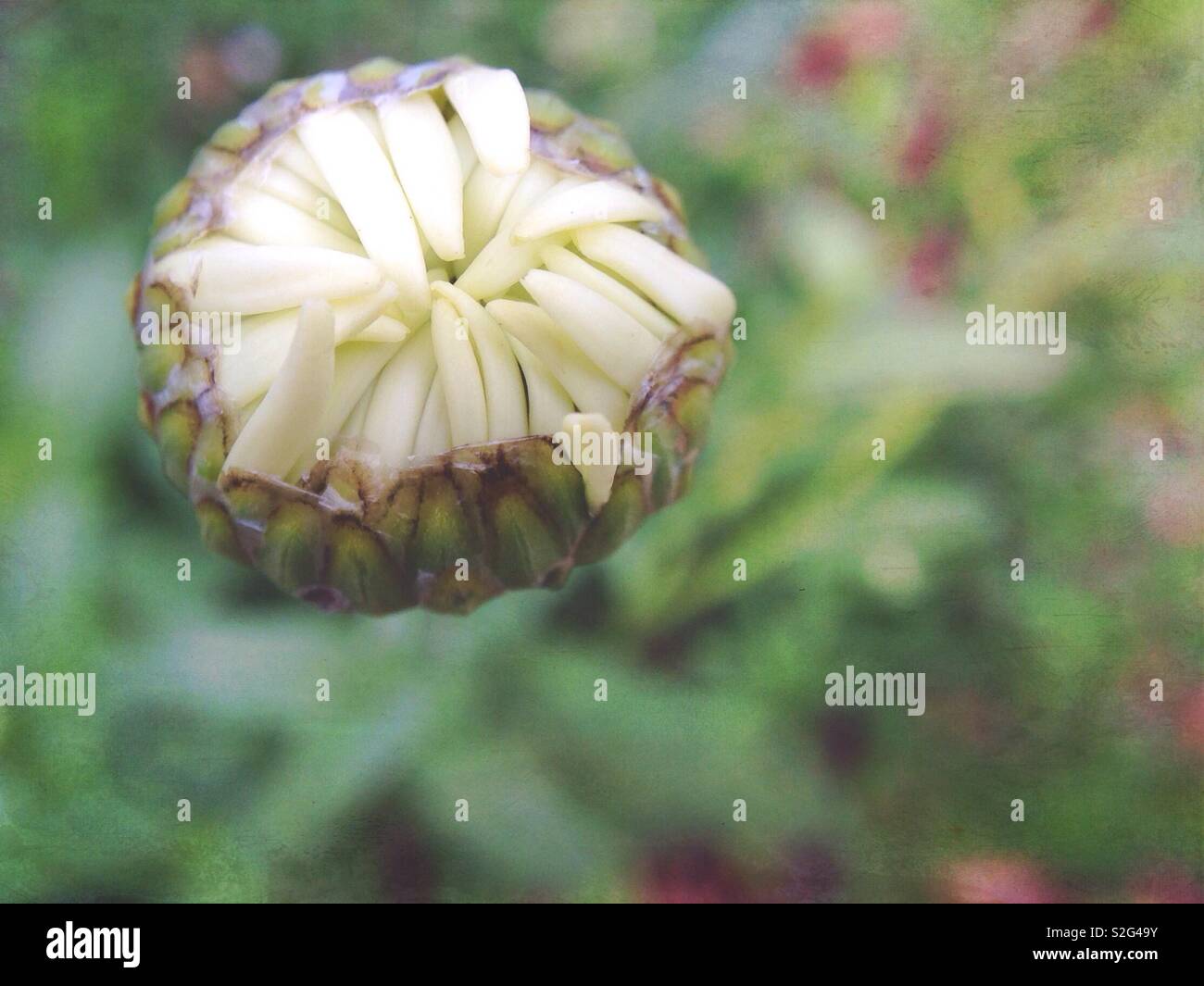 White budding hi-res stock photography and images - Alamy