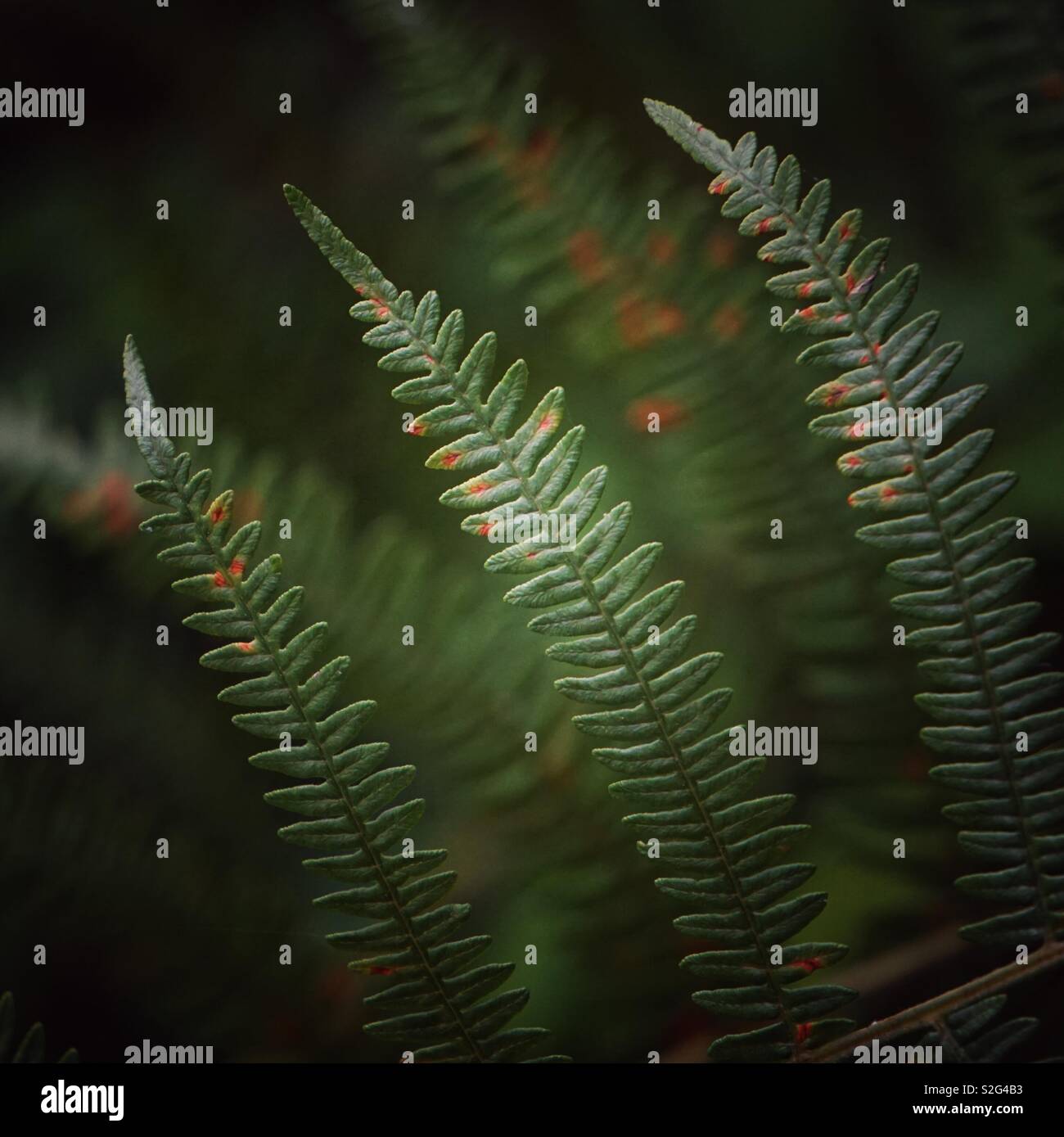 abstract green fern plant leaves in the garden Stock Photo - Alamy