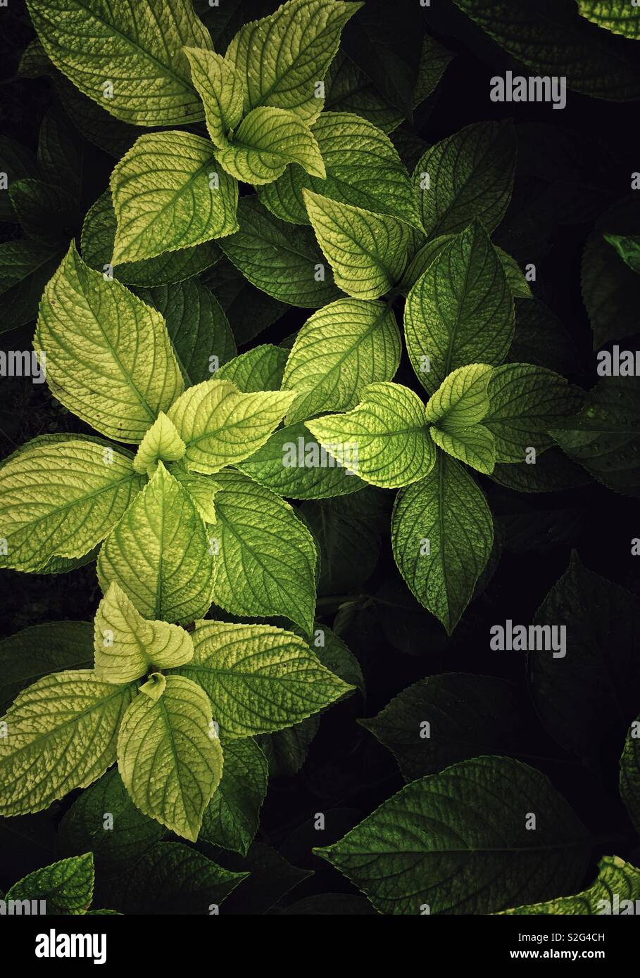 romantic green plant leaves texture in the garden Stock Photo - Alamy