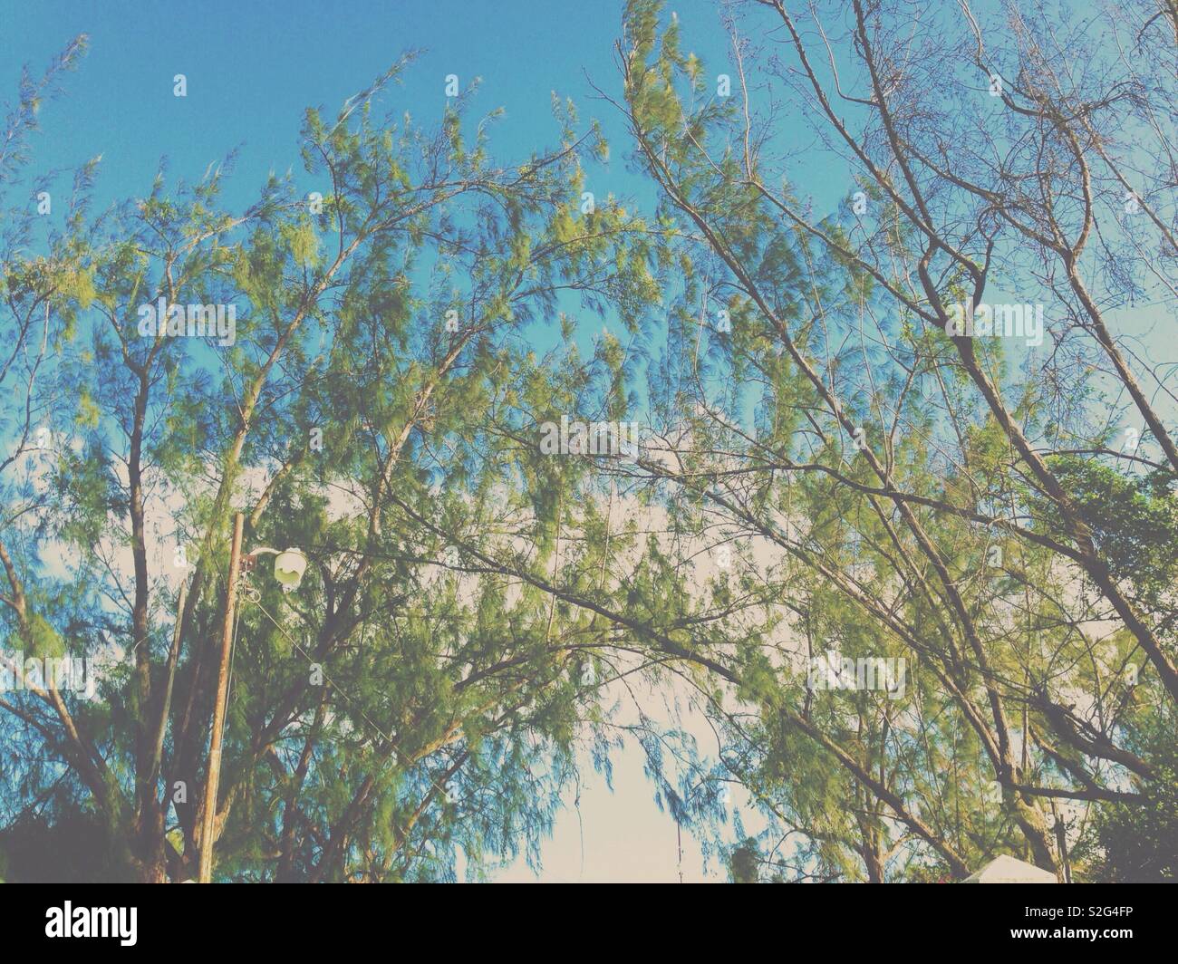 Arch of pine trees hi-res stock photography and images - Alamy