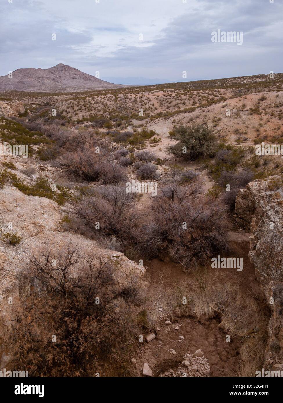 In the New Mexico desert Stock Photo - Alamy