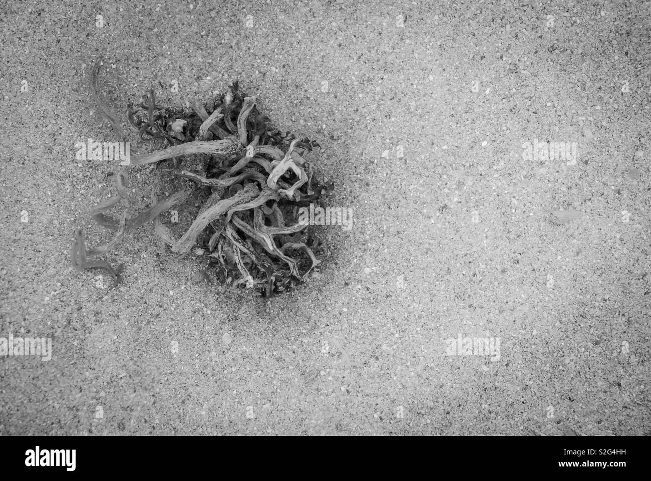 Dead wood at a sand beach Black and White Stock Photos & Images - Alamy