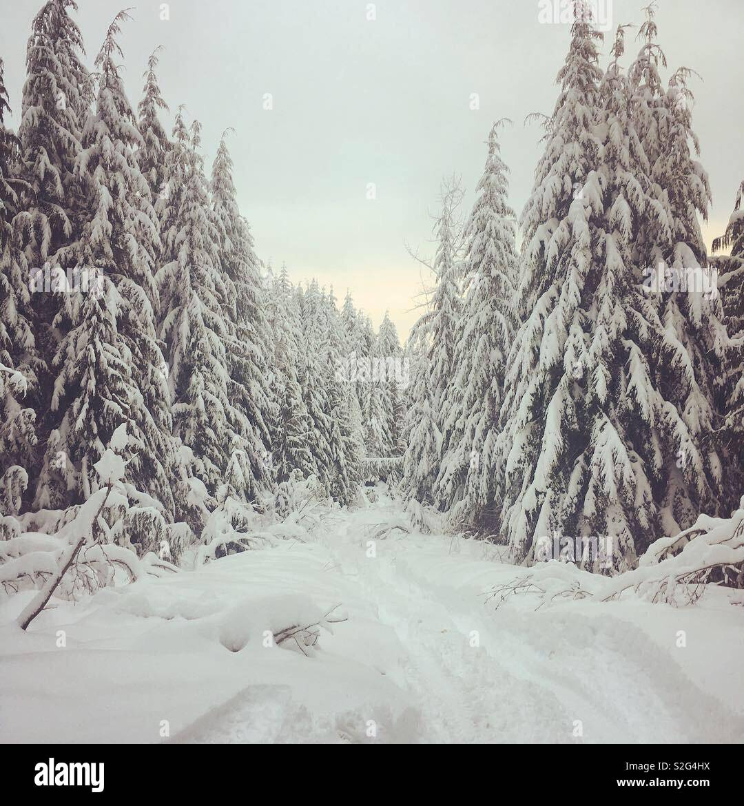 Winter wonderland with snow hi-res stock photography and images - Alamy