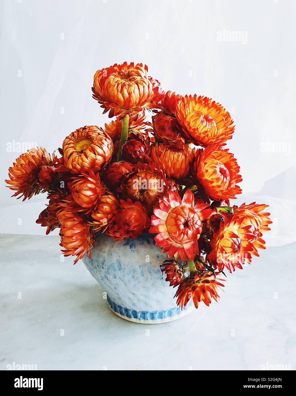 Paper daisies hi-res stock photography and images - Alamy