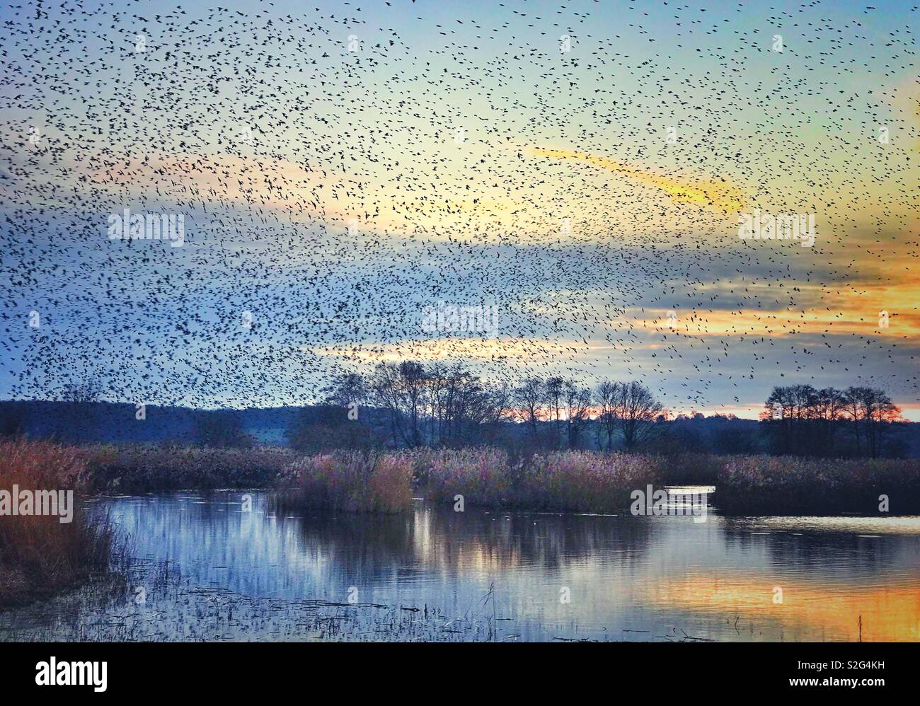 Starling murmuration at RSPB Ham Wall, Avalon Marshes, Somerset Stock ...
