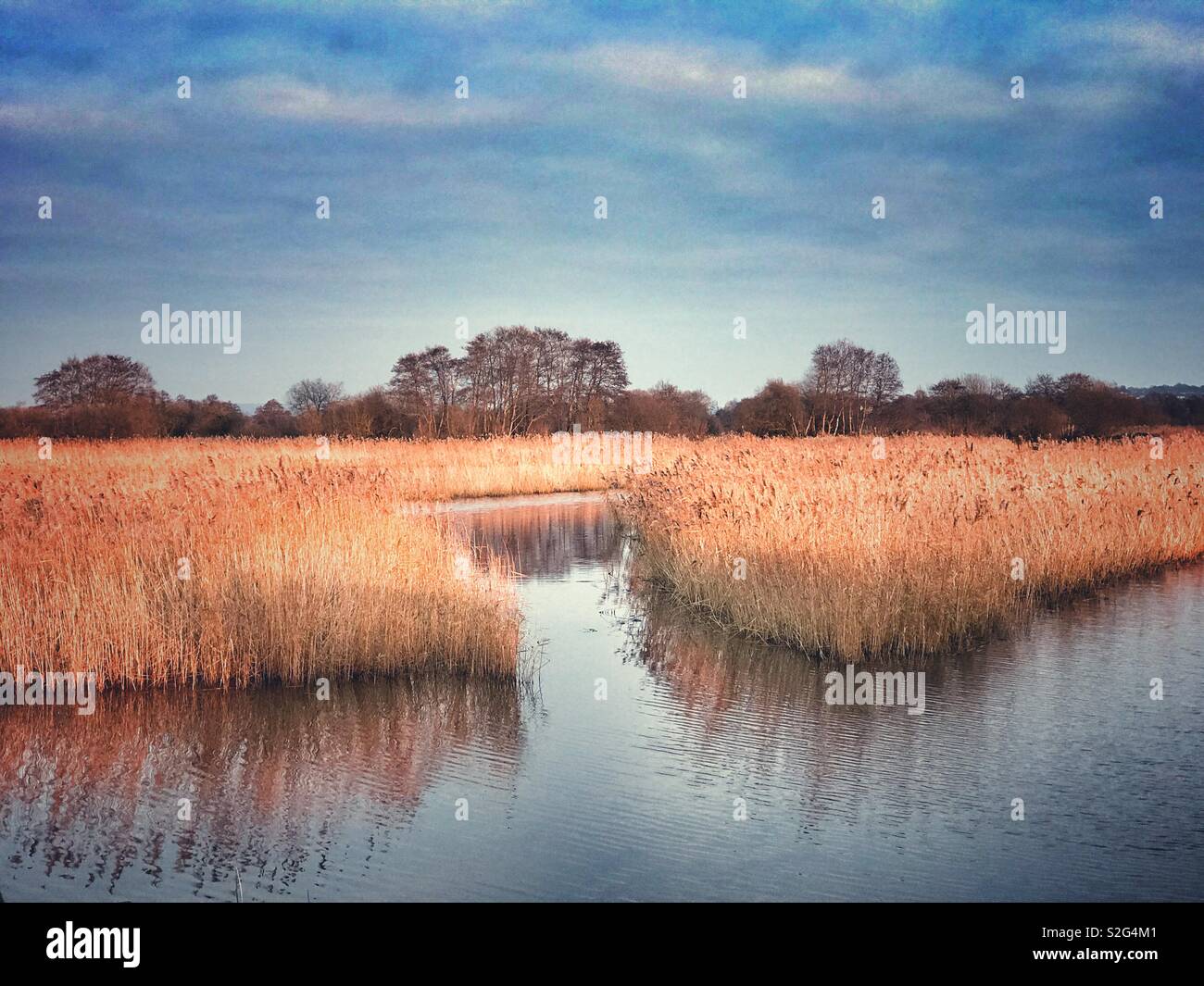 Reeds at Avalon Marshes, RSPB Nature Reserve, Somerset Stock Photo - Alamy