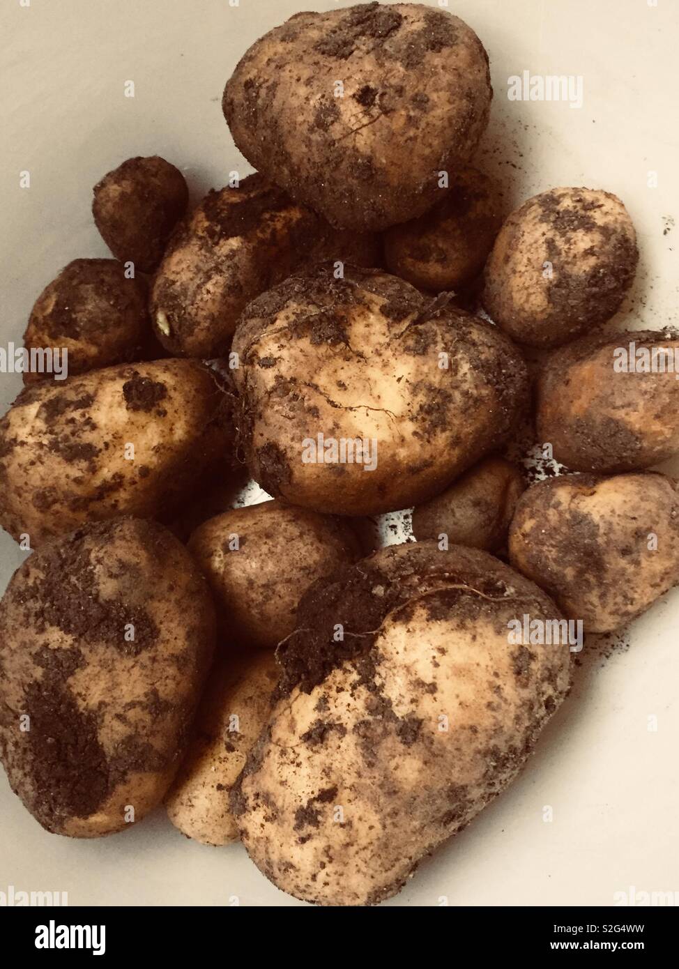 Dirty potatoes hi-res stock photography and images - Alamy