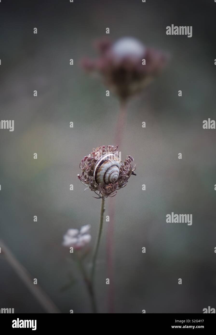 Small garden snail hi-res stock photography and images - Alamy