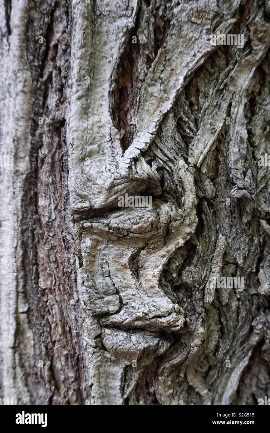 abstract tree trunk wooden texture Stock Photo - Alamy