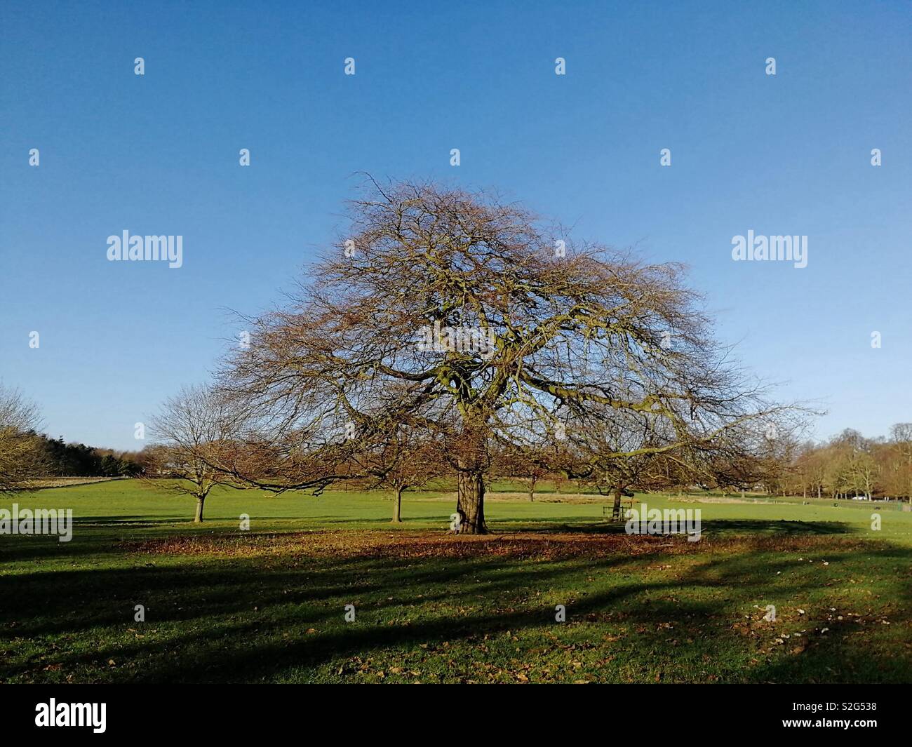 The magnificent tree hi-res stock photography and images - Alamy