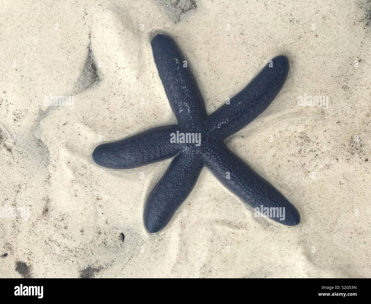 Blue starfish hi-res stock photography and images - Alamy