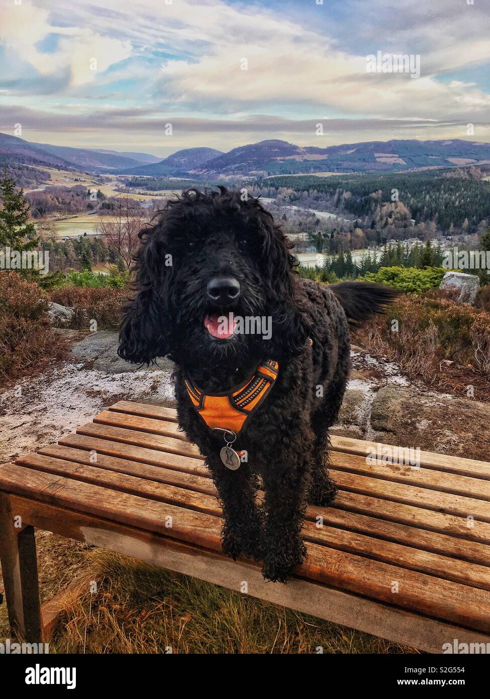 Black cockapoo dog hi-res stock photography and images - Alamy