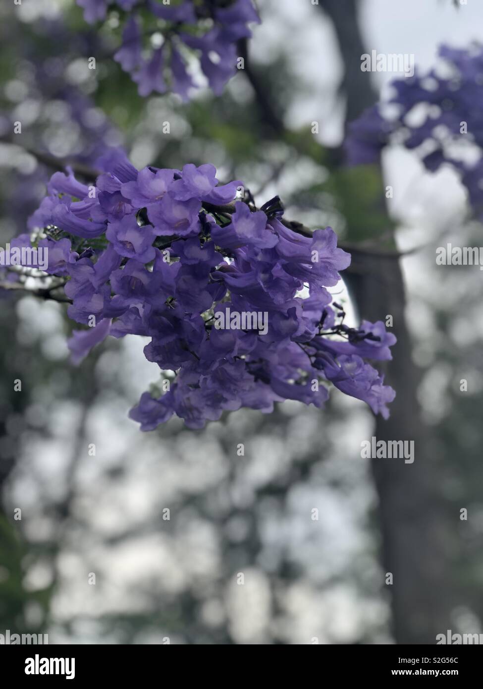 Jacaranda tree flower hi-res stock photography and images - Alamy