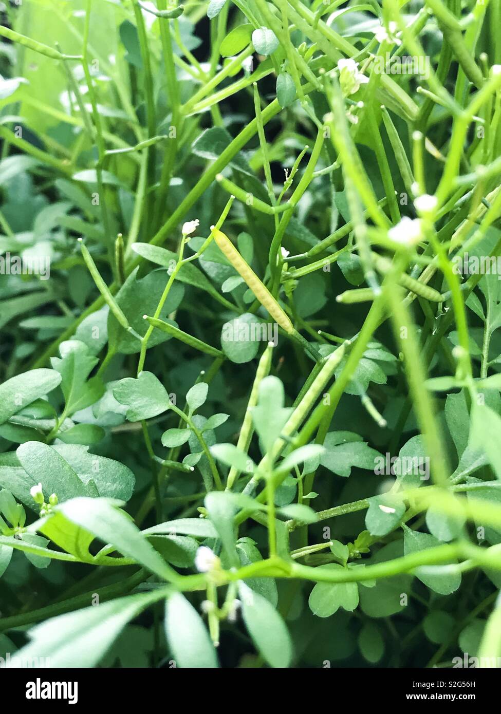 Fresh weeds hi-res stock photography and images - Alamy