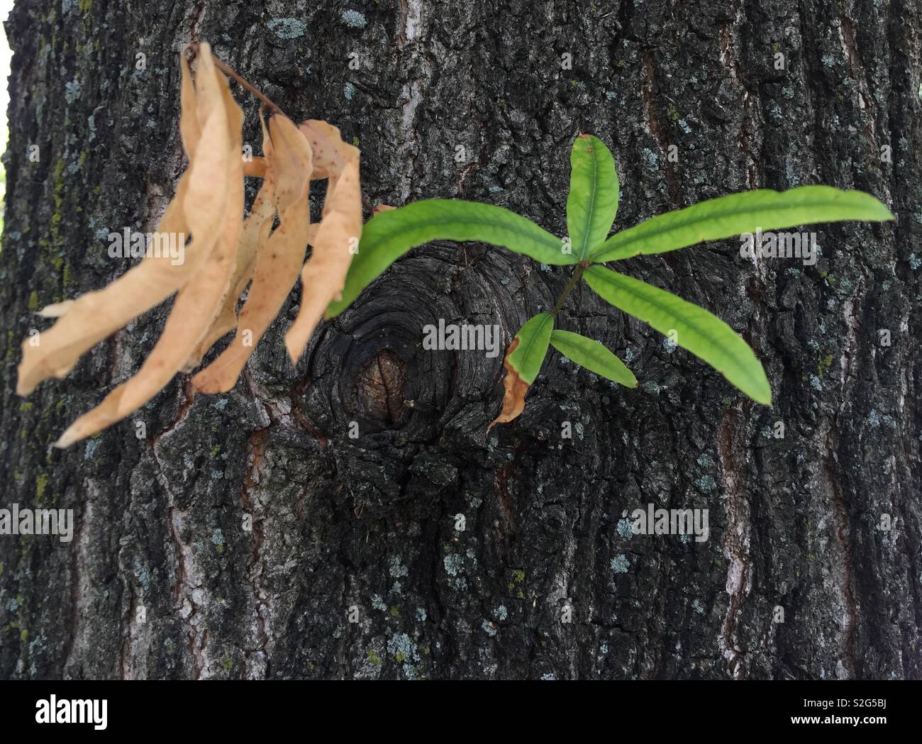Old tree with new leaves hi-res stock photography and images - Alamy