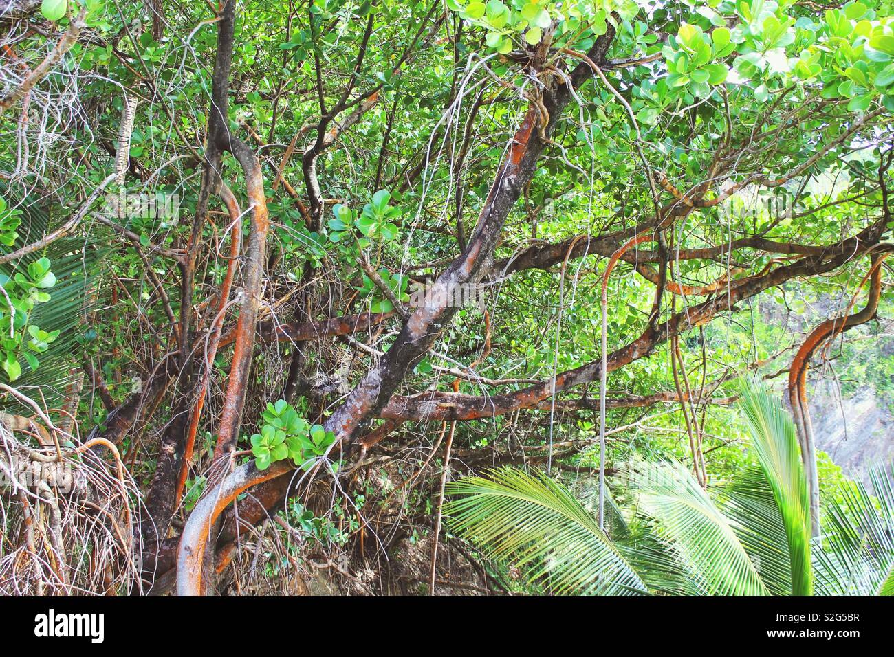 Hanging roots hi-res stock photography and images - Alamy