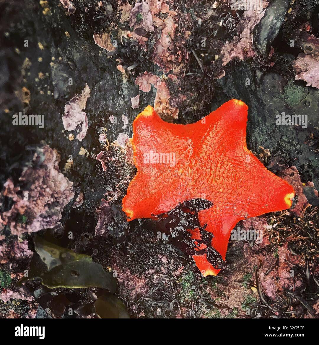 Starfish ocean hi-res stock photography and images - Alamy