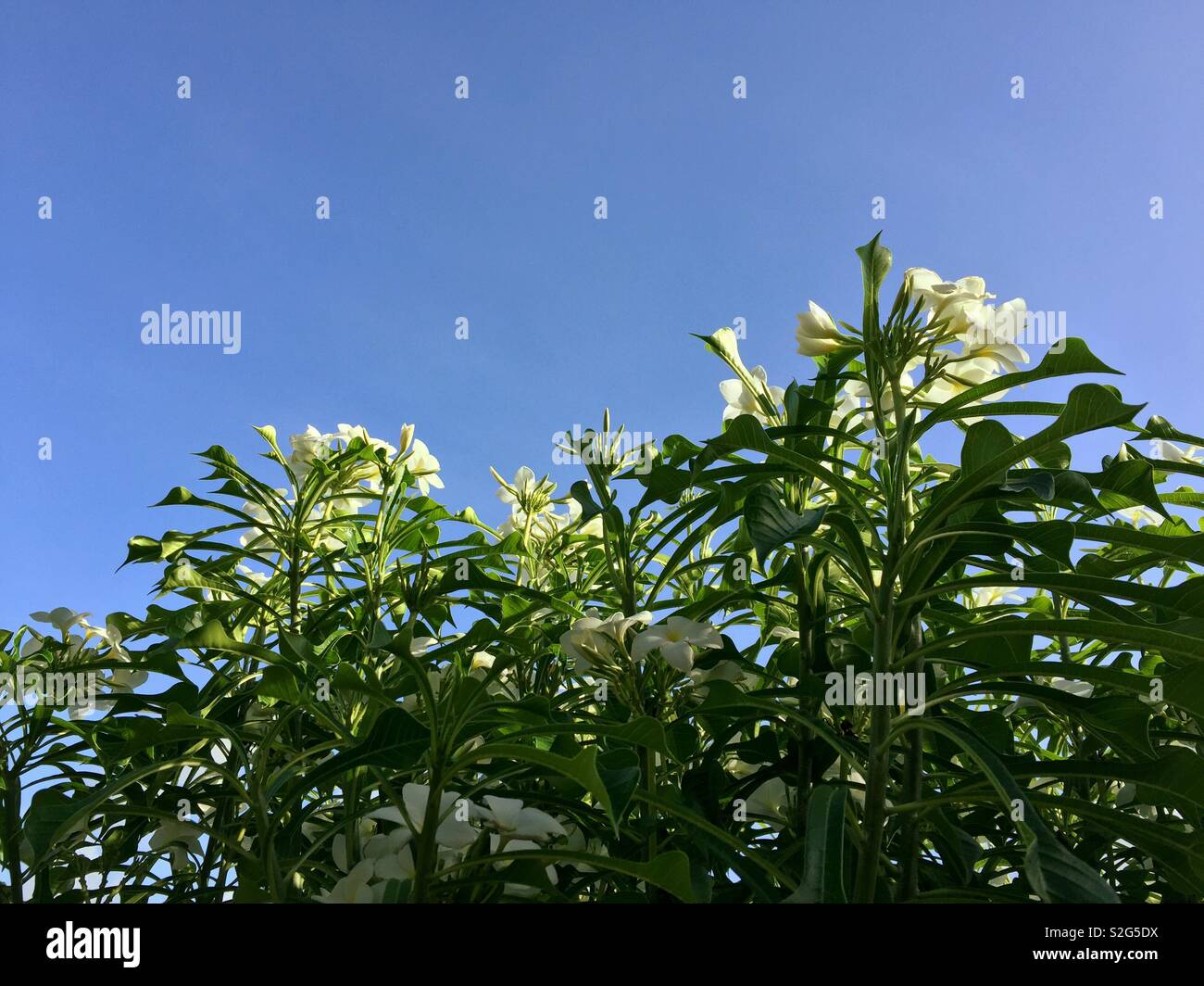 Pani High Resolution Stock Photography and Images - Alamy