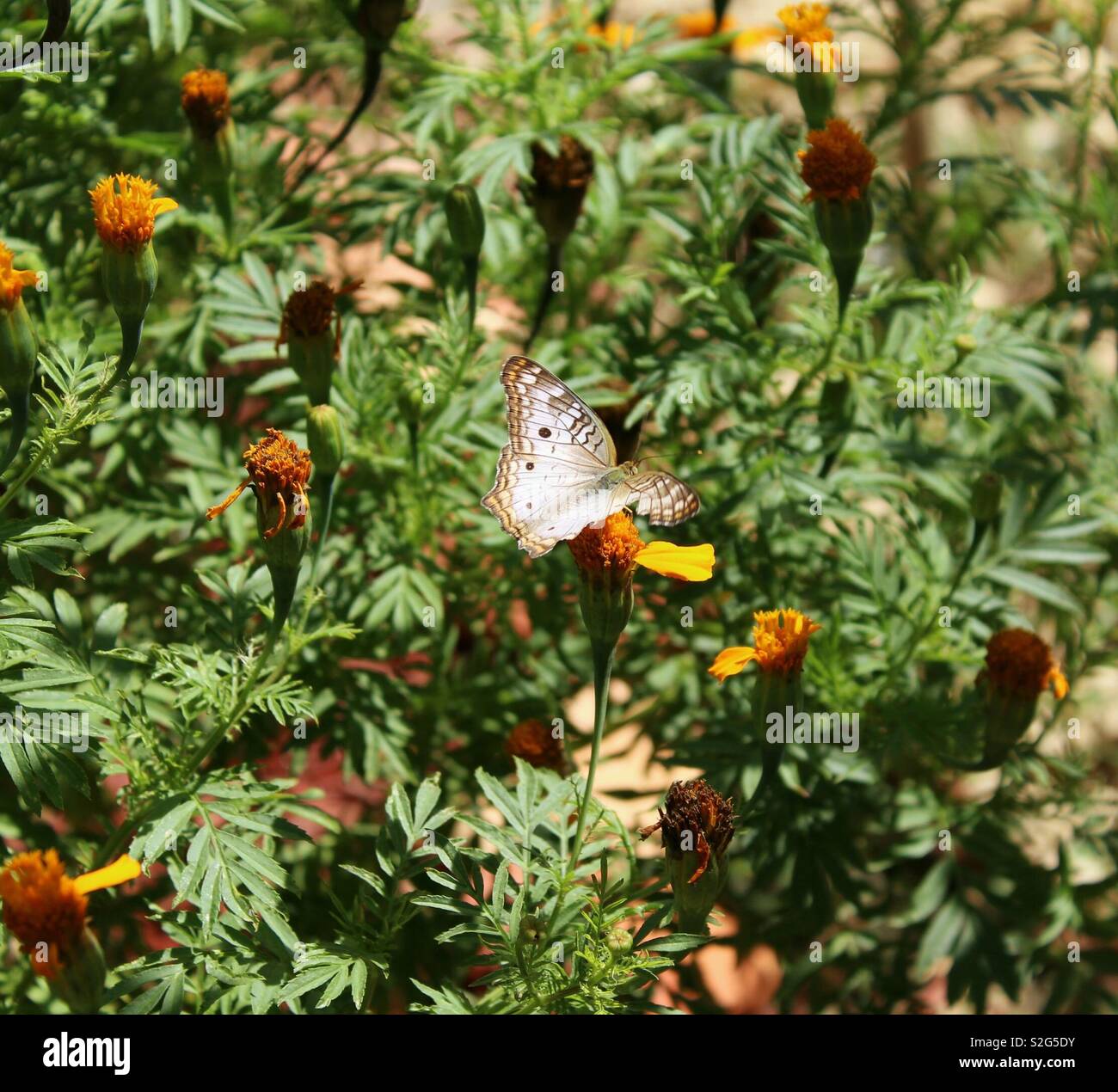 Broken and beautiful hi-res stock photography and images - Alamy