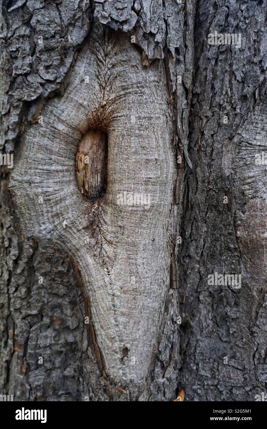 abstract tree trunk wooden texture Stock Photo - Alamy