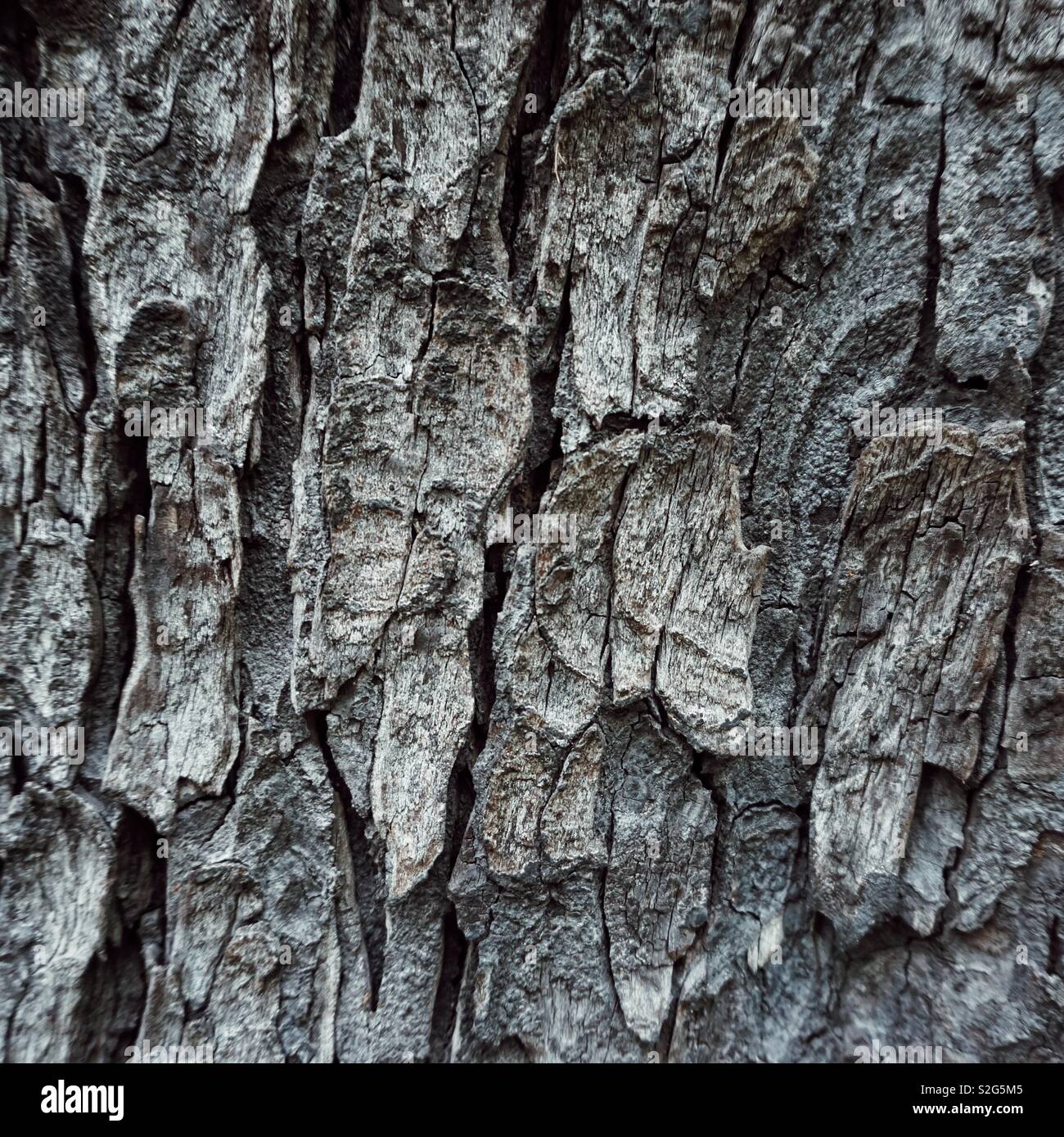 abstract tree trunk wooden texture Stock Photo - Alamy