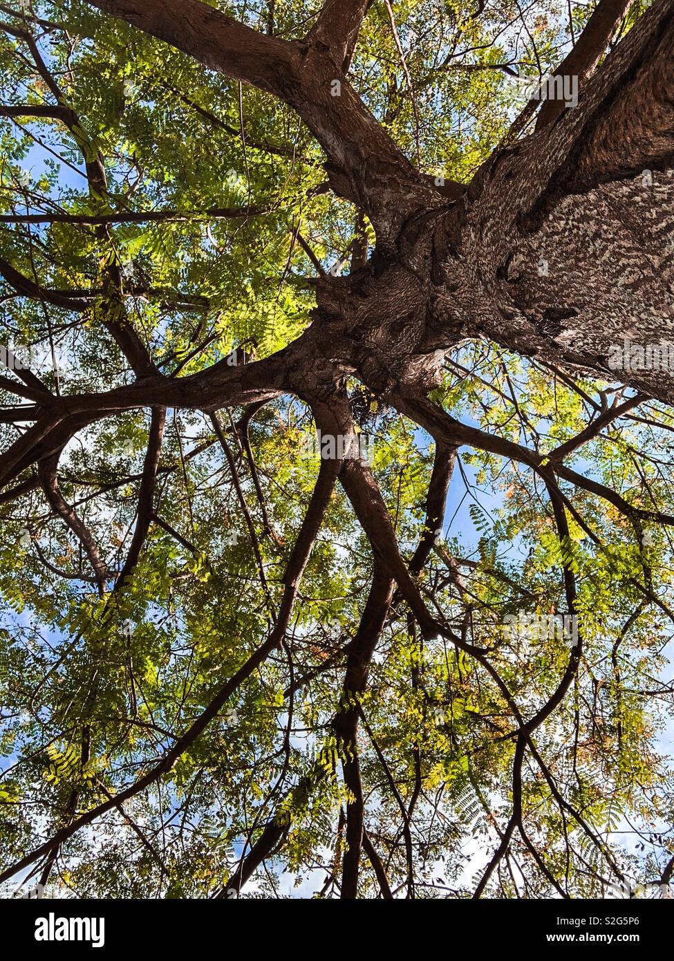 Flame of the forest tree hi-res stock photography and images - Alamy