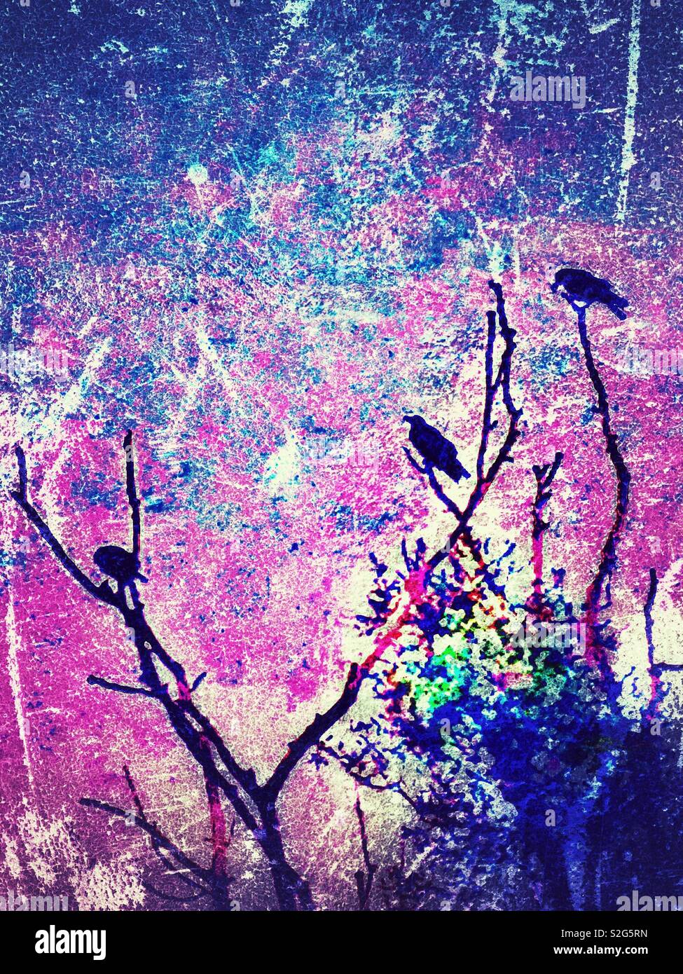 Crows in a tree hi-res stock photography and images - Alamy