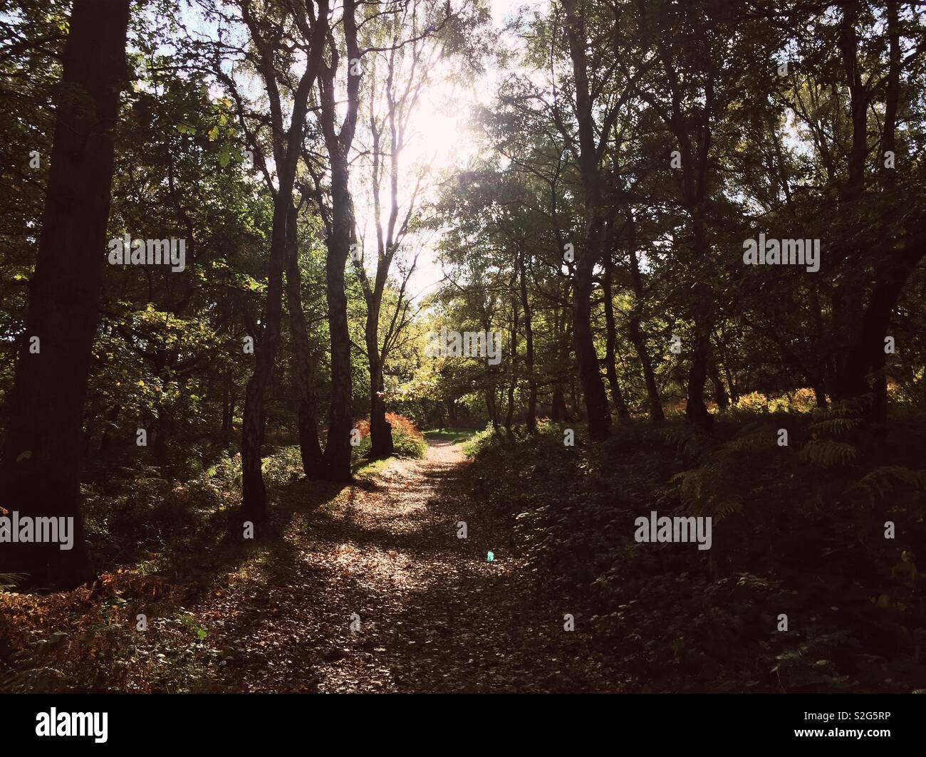 Beautiful woodland walks hi-res stock photography and images - Alamy