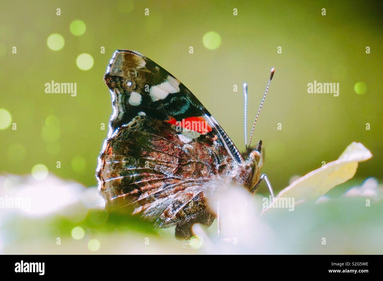Light Brown Butterfly Stock Photos & Light Brown Butterfly Stock Images ...