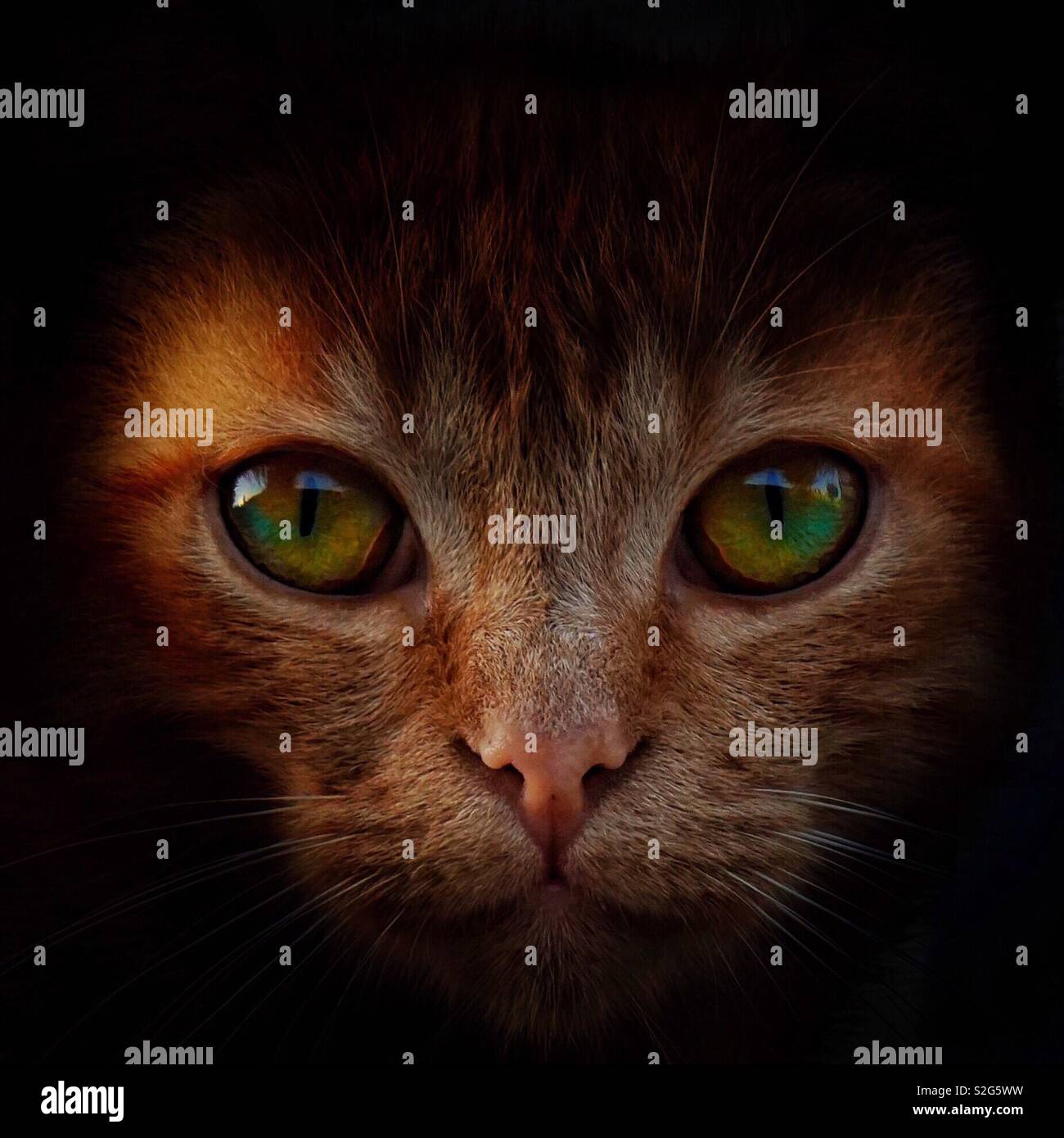 Spectacular eyes hi-res stock photography and images - Alamy