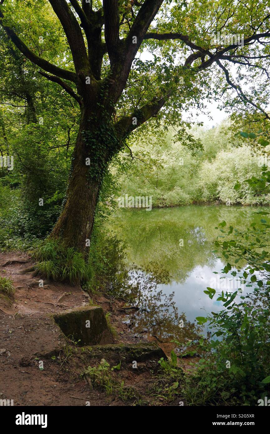 Green trees by the lake hi-res stock photography and images - Alamy