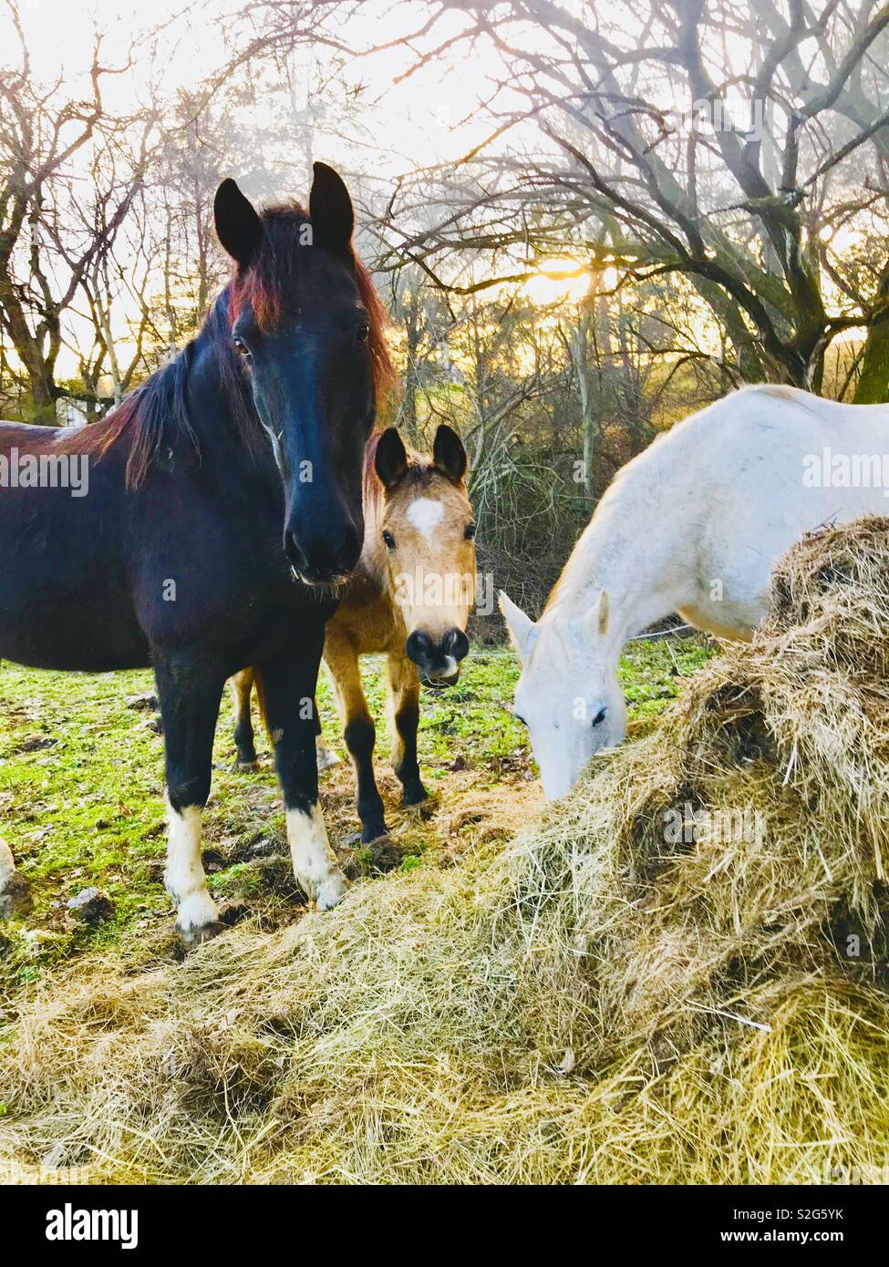 Three horses together hi-res stock photography and images - Alamy