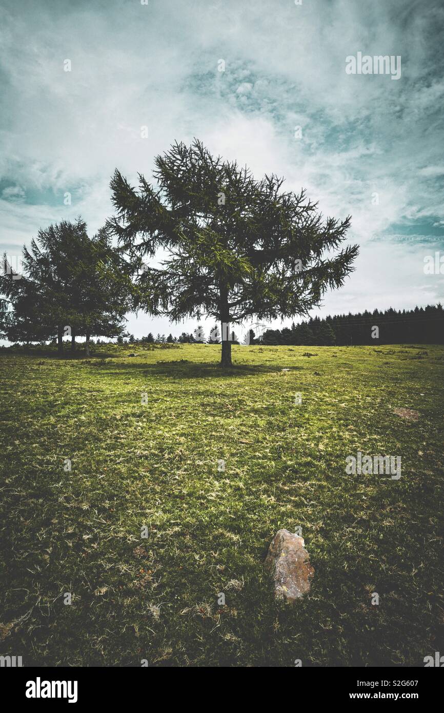 green trees in the forest Stock Photo - Alamy