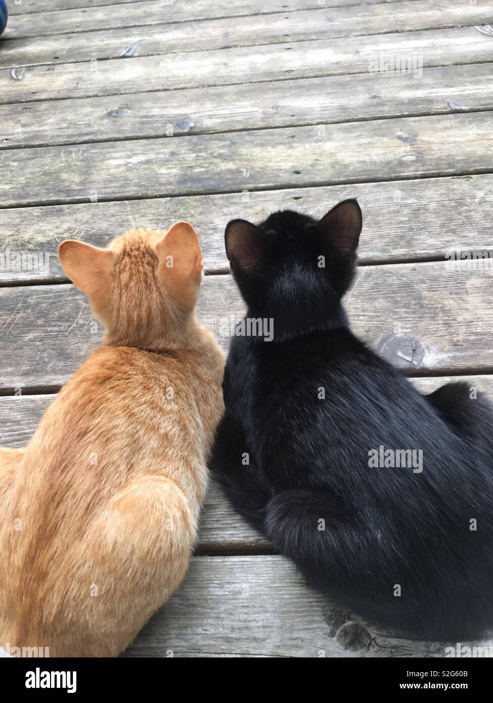 Two cats hi-res stock photography and images - Alamy