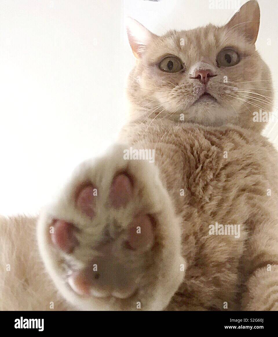 Cream british shorthair cat hi-res stock photography and images - Alamy