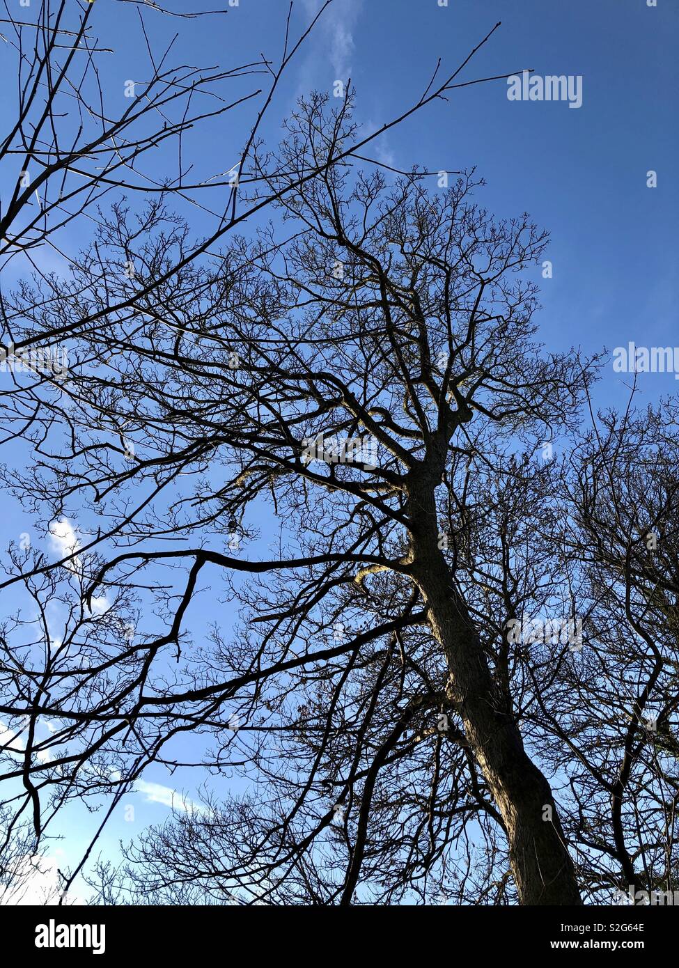 Sheffield trees hi-res stock photography and images - Alamy