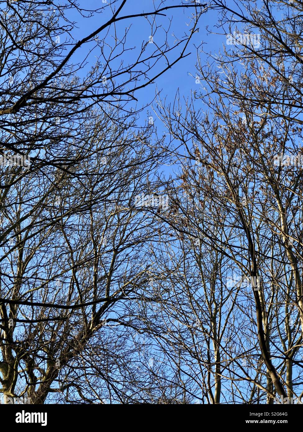 Sheffield trees hi-res stock photography and images - Alamy