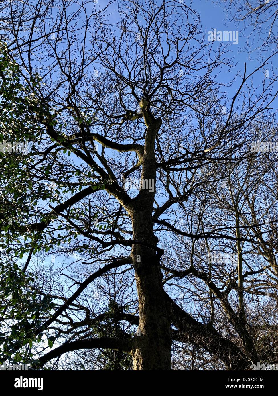 Sheffield trees hi-res stock photography and images - Alamy