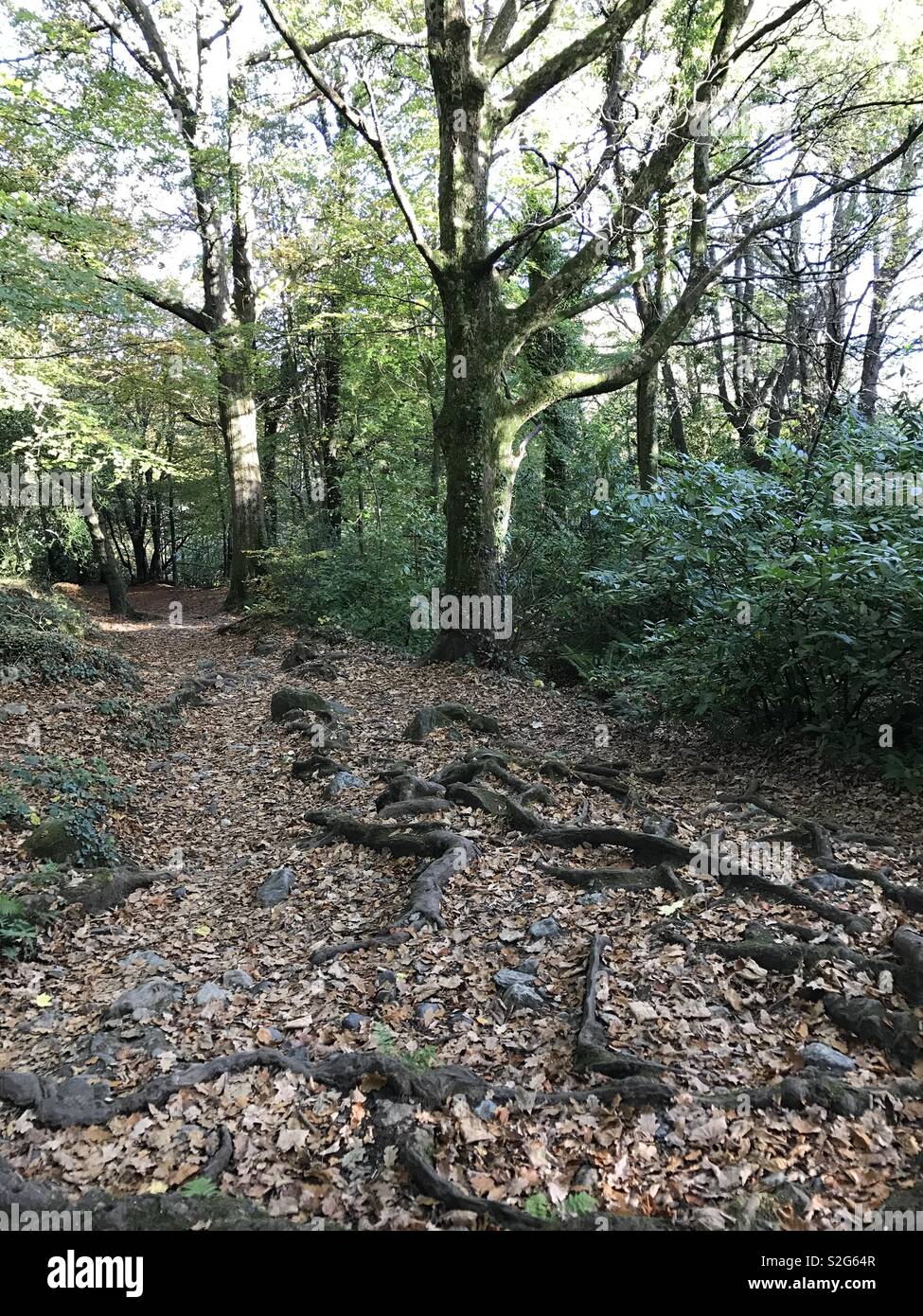 New roots hi-res stock photography and images - Alamy