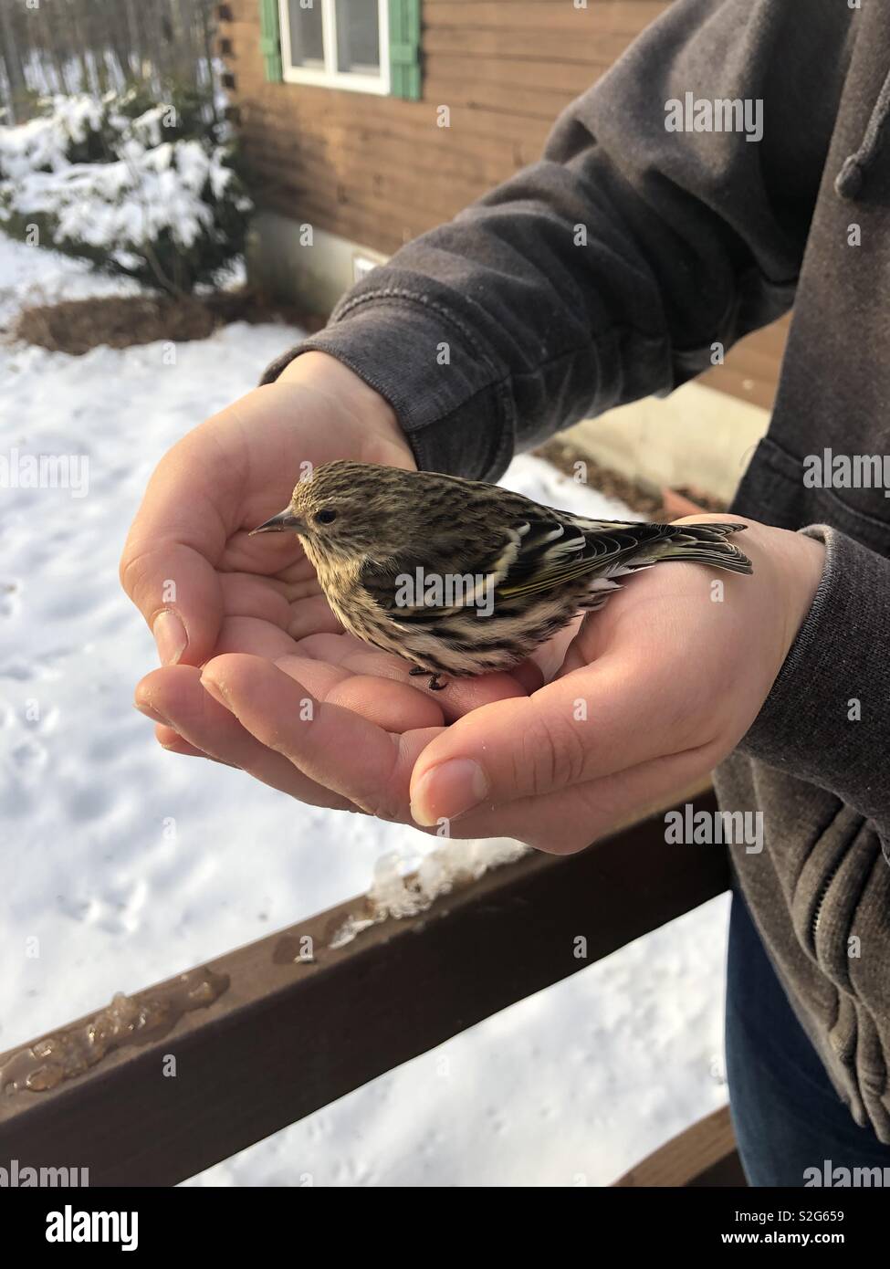 Recovery bird hi-res stock photography and images - Alamy