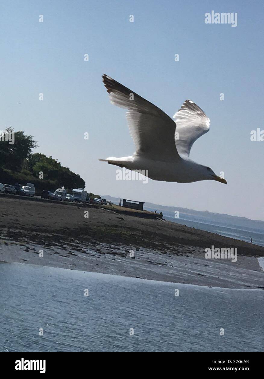 Picture of seagull hi-res stock photography and images - Alamy