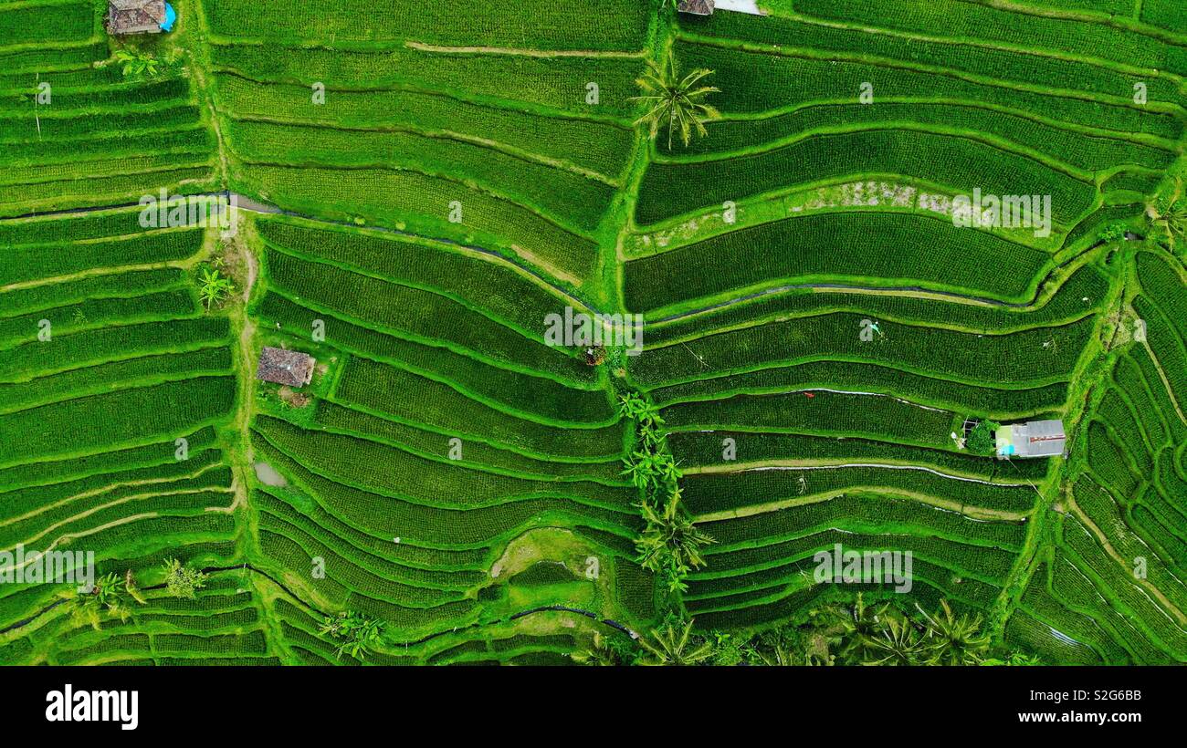Beautiful Bali Rice Terrace Stock Photo - Alamy