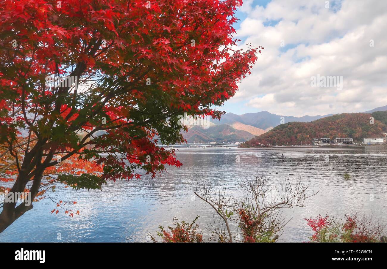 Tree fuji hi-res stock photography and images - Alamy