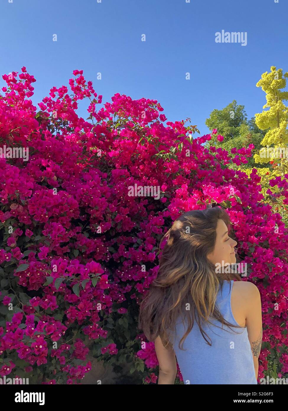 Flor celeste hi-res stock photography and images - Alamy